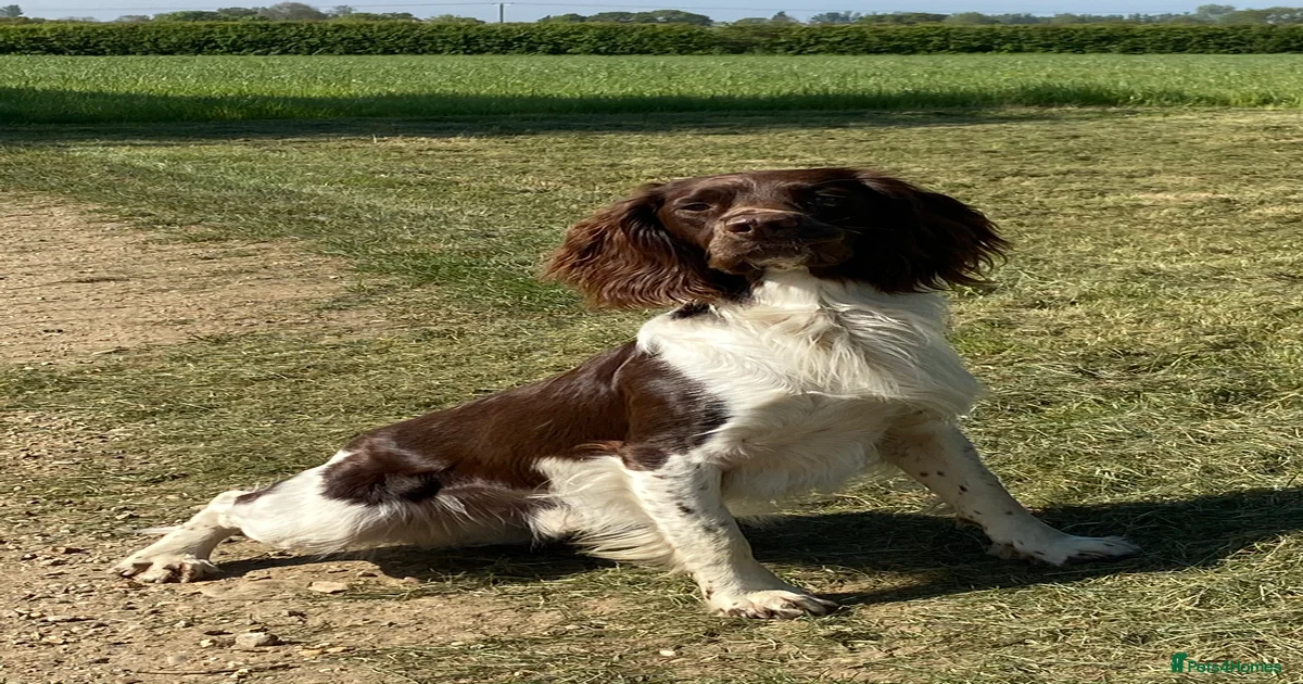 Working English Springer Spaniel Stud Health Test for stud in ...