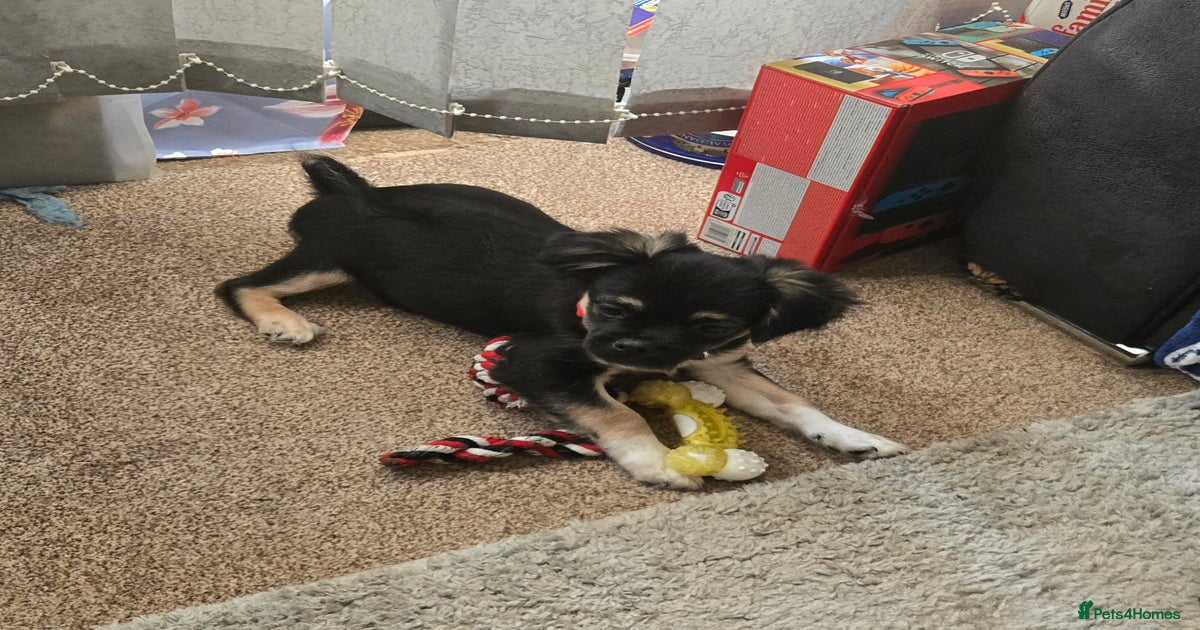 2 male 16 weeks old chug pups £300 each for sale in Leamington Spa ...