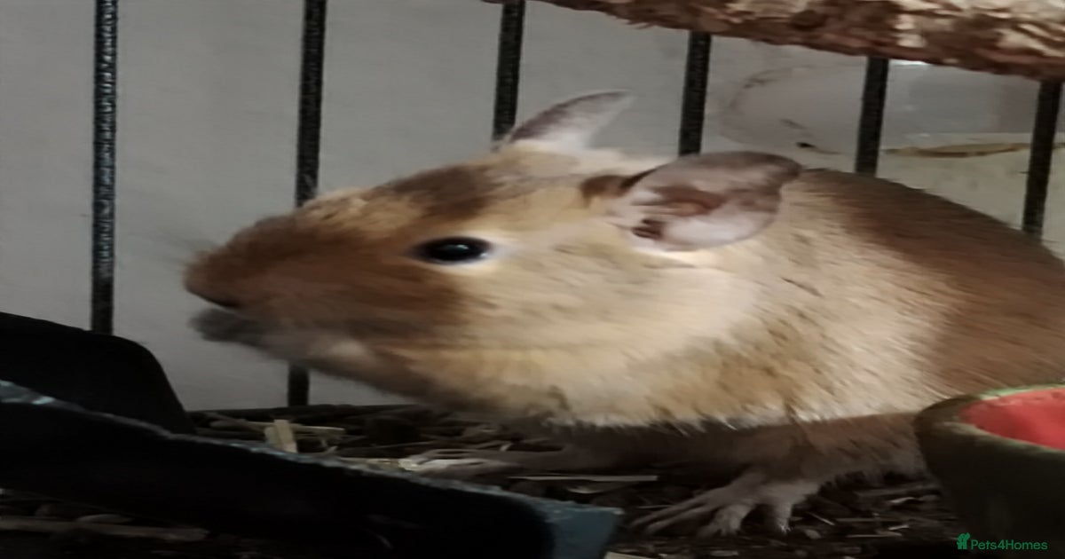 Male degus looking for a new home for sale in Sherborne | Pets4Homes