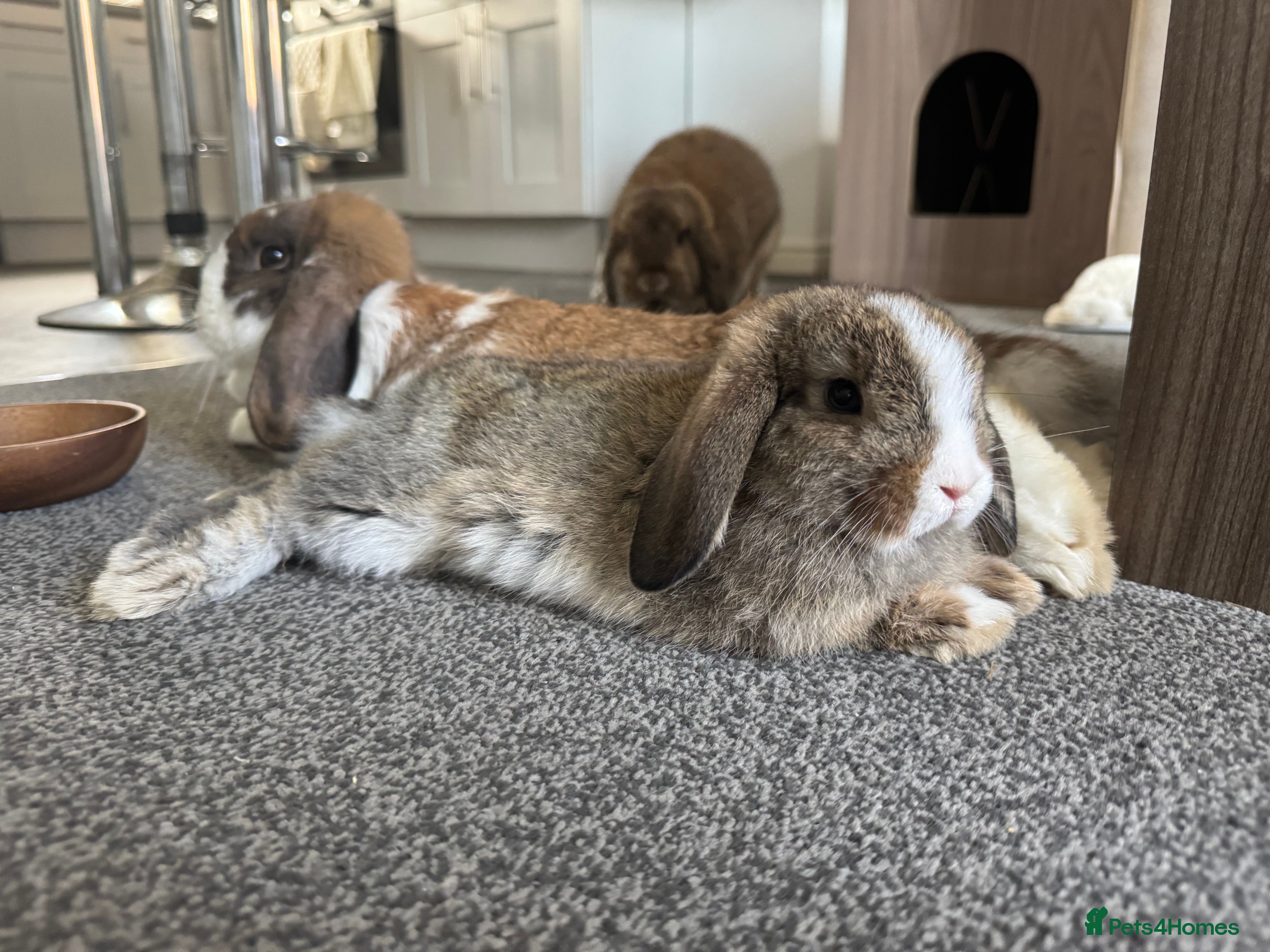 2 Mini Lop Rabbits for sale in Hull | Pets4Homes