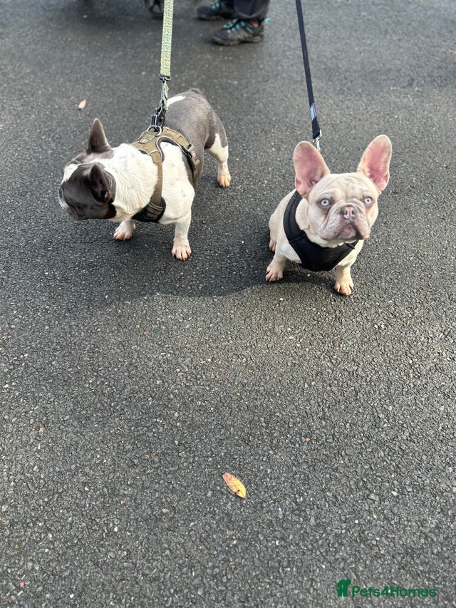 Platinum mearl French bulldog for sale in Torquay | Pets4Homes