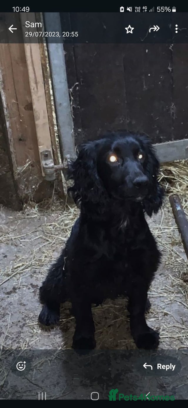 Cockerdor puppies for sale in Blackpool | Pets4Homes