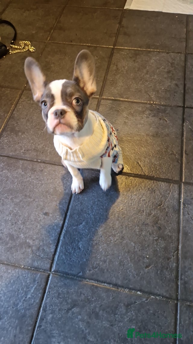15 week old french bulldog for sale in London | Pets4Homes