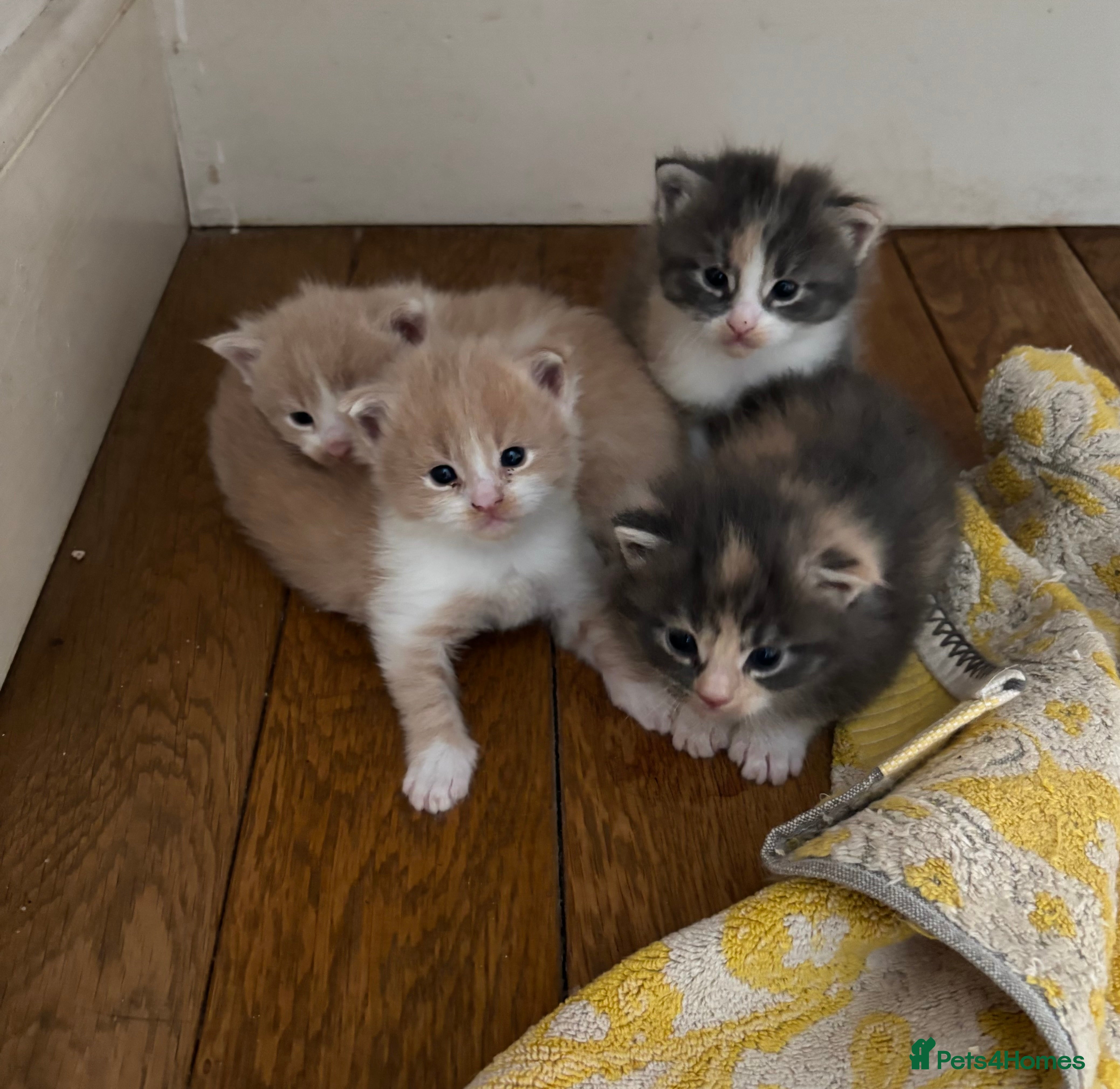 Beautiful Maine Coon X kittens for sale in Colchester | Pets4Homes