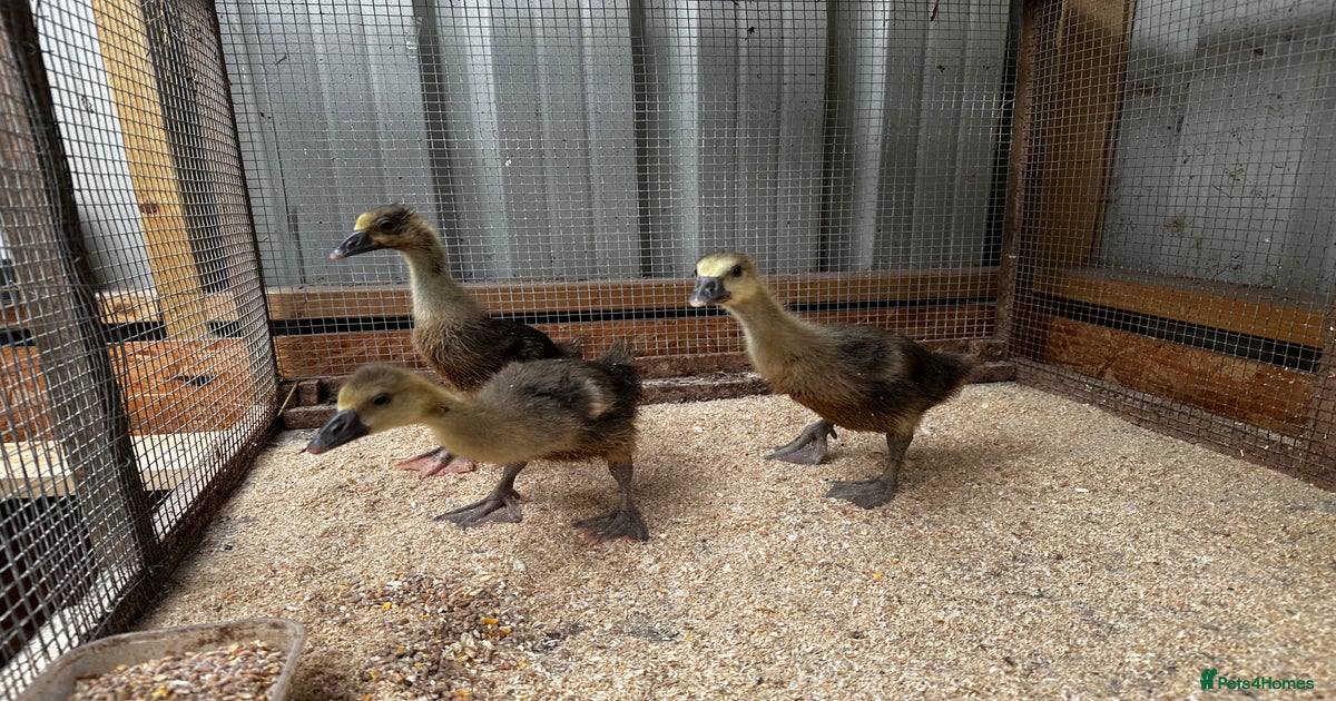 Embden Goslings for sale in Swansea | Pets4Homes