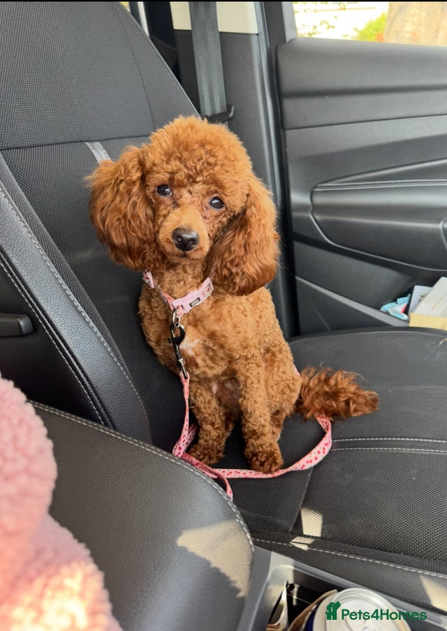 KC Red Miniature poodle for sale in | Pets4Homes