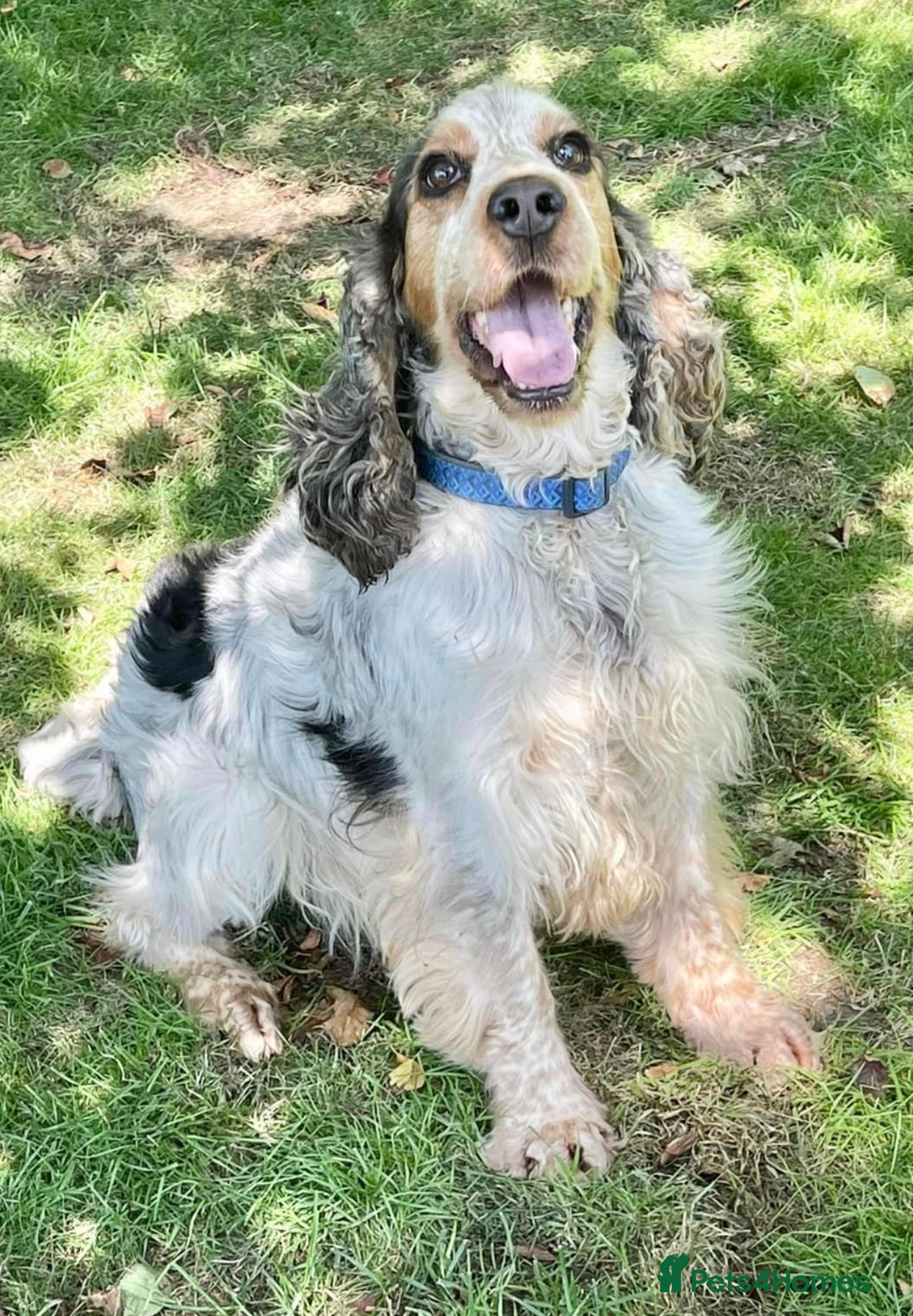 DNA health tested KCd cocker at stud for stud in Alston | Pets4Homes