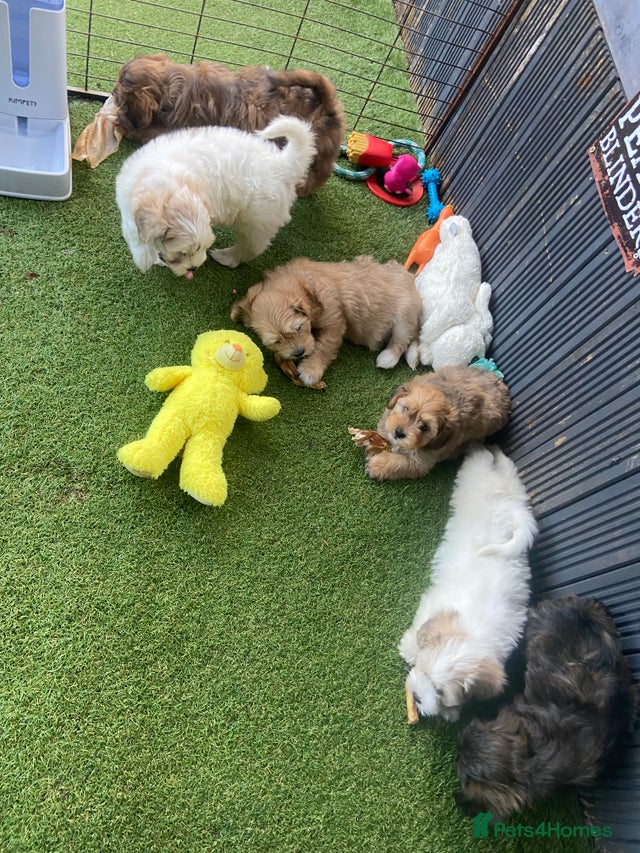Lhasapoo puppies for sale in Sheffield | Pets4Homes