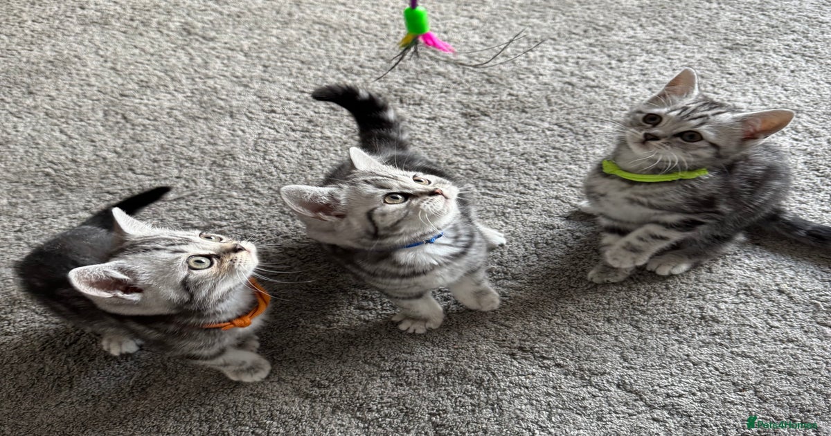 3 STUNNING SILVER TABBY BSH GIRLS 👀 FOR 5 ⭐ HOMES for sale in ...