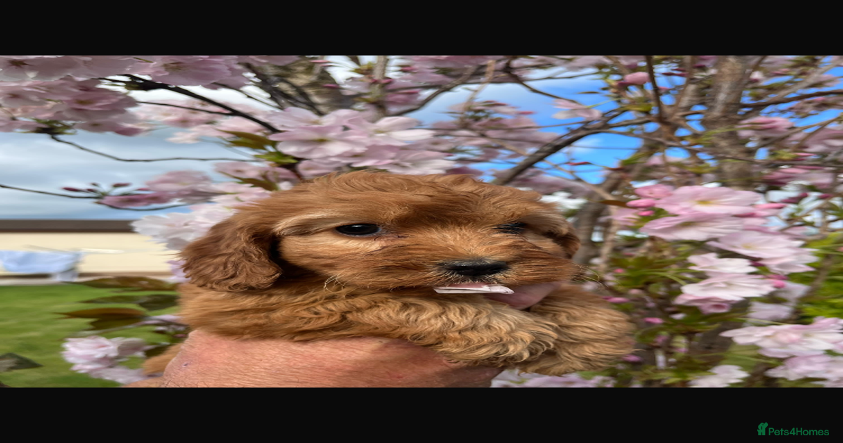 ⭐️⭐️⭐️⭐️⭐️ F1 miniature cockapoo puppies for sale in Ingatestone ...