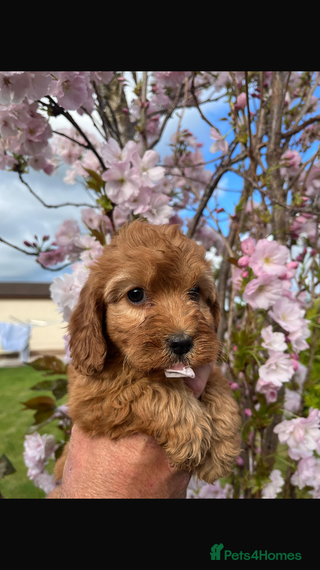⭐️⭐️⭐️⭐️⭐️ F1 miniature cockapoo puppies for sale in Ingatestone ...
