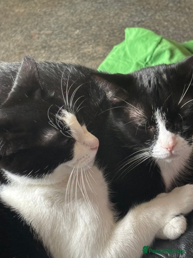 Two female house cats for sale in Stevenage | Pets4Homes