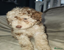 Sable Pets & Animals for sale | Pets4Homes