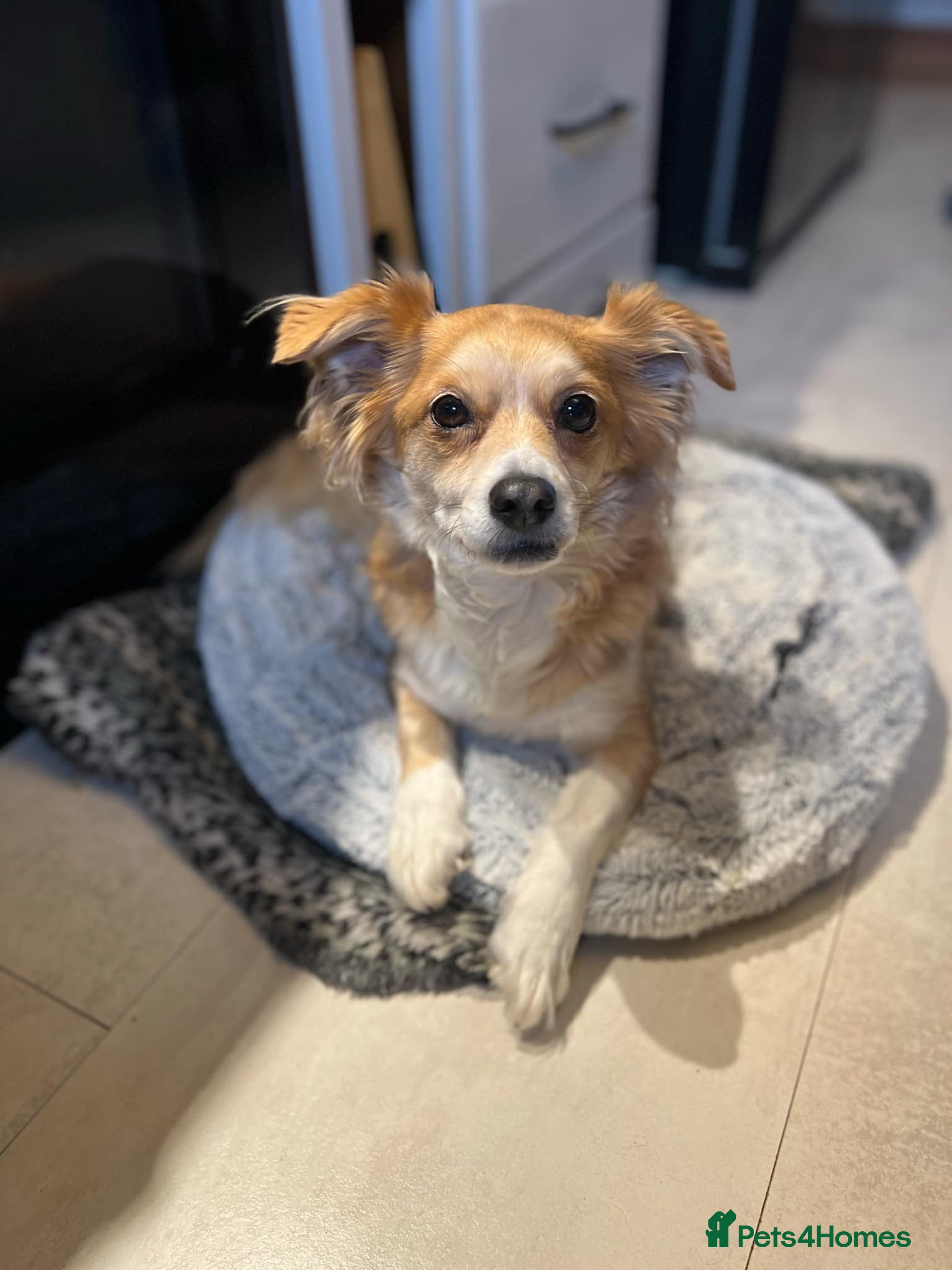 Adult Dogs for adoption | Pets4Homes