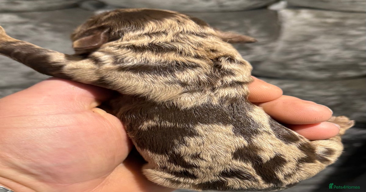 Beautiful chocolate merle cockapoos for sale in Wallasey | Pets4Homes