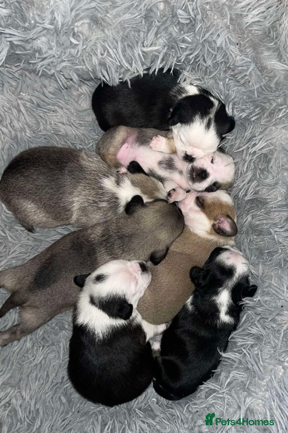 Puggle Dogs Breed - Information, Temperament, Size & Price | Pets4Homes