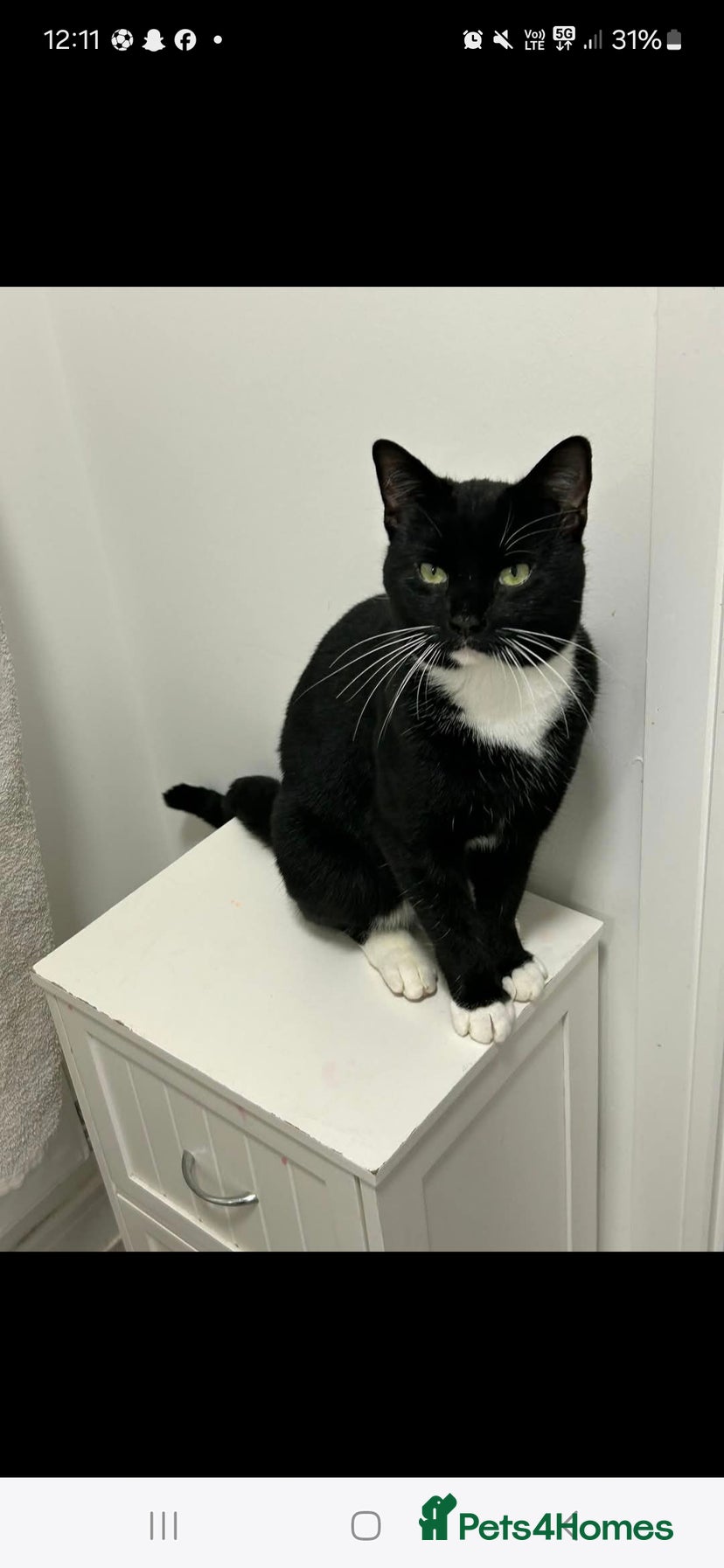 Male cat for sale in Hook | Pets4Homes