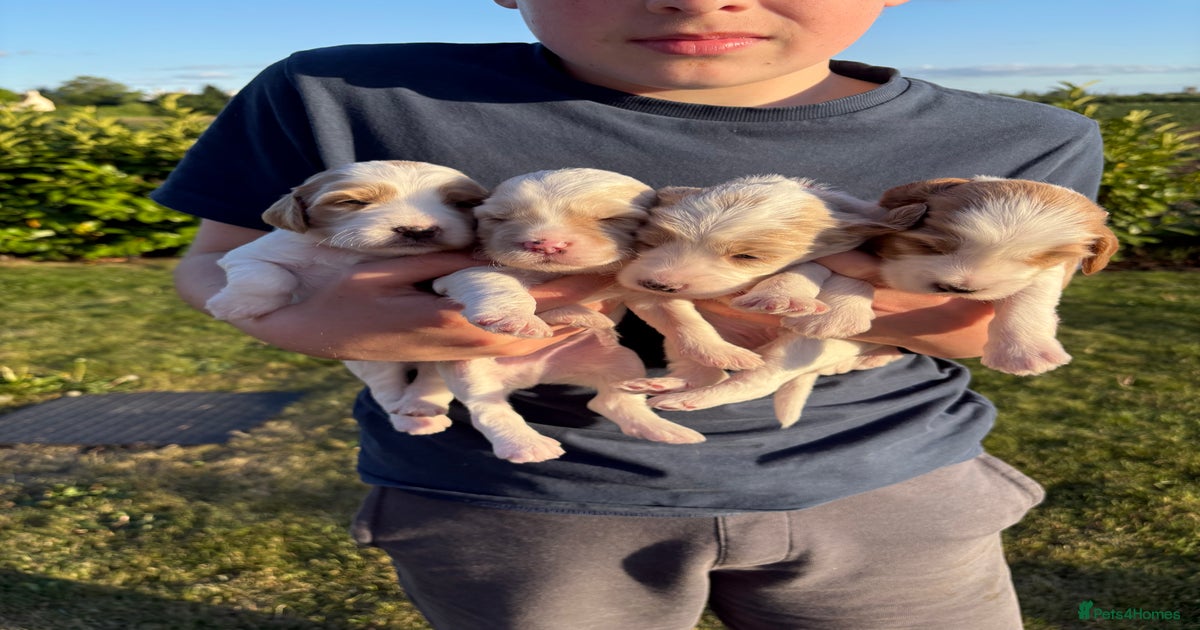 Stunning White (Rare) & Fox Red Cockapoo Puppies for sale in Newark ...