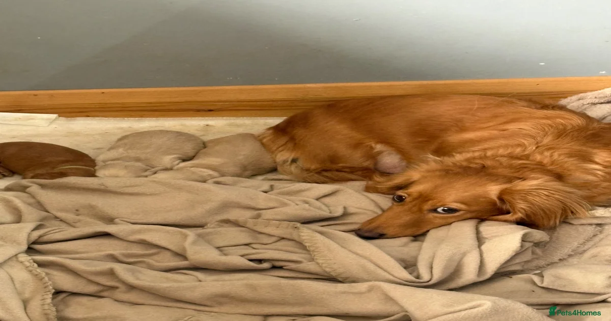3 delicious long hair miniature dachshund for sale in Hinckley | Pets4Homes
