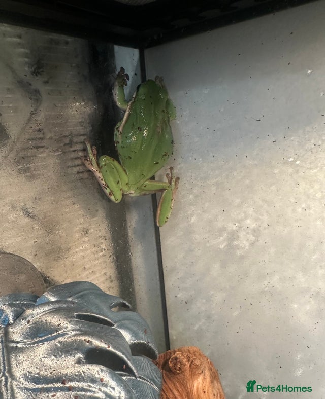 American Green Tree Frog for sale in Neath | Pets4Homes