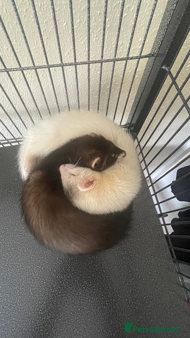 Two male ferrets for sale in Newark | Pets4Homes