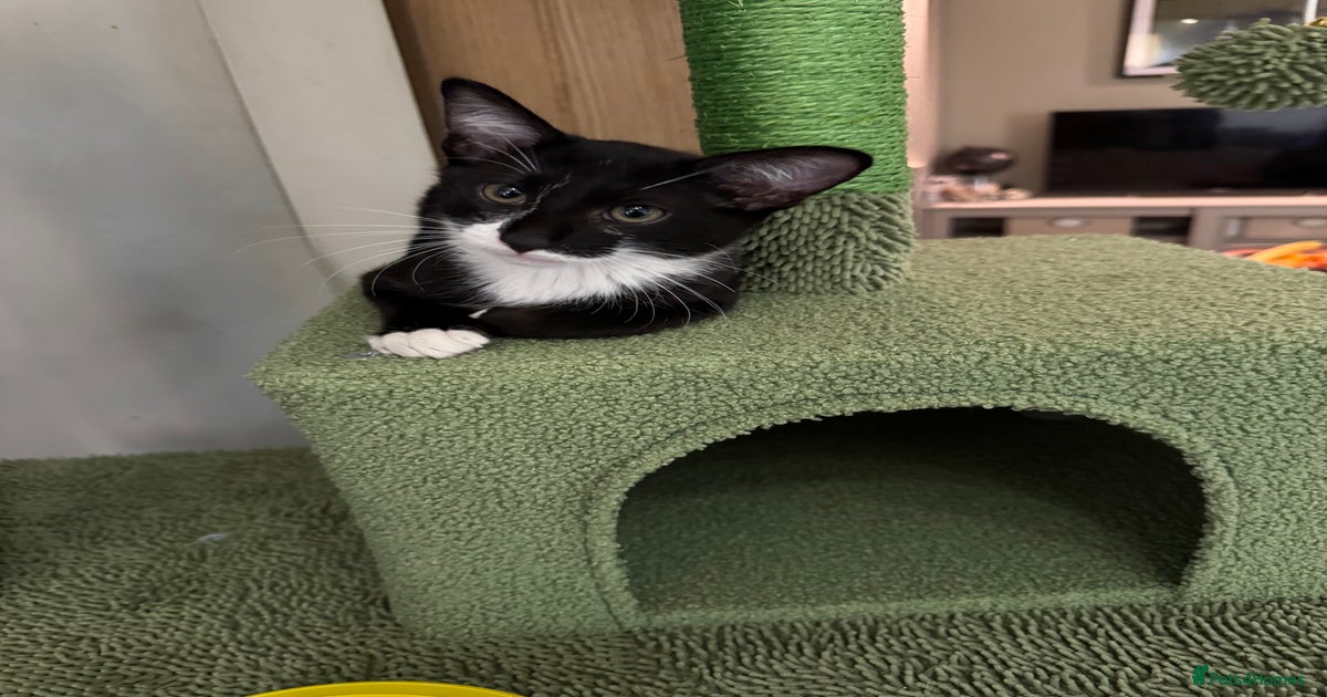 Siamese x Turkish Angora Kittens for sale in Manchester | Pets4Homes