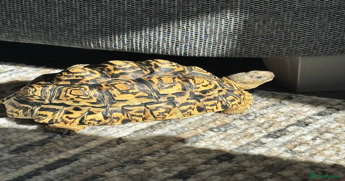 African Leopard Tortoise - 2020 Hatch for sale in Eastbourne | Pets4Homes