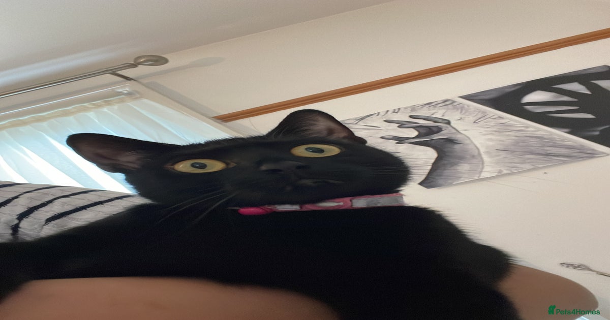 Misket: cute loving black cat for sale in Enfield | Pets4Homes