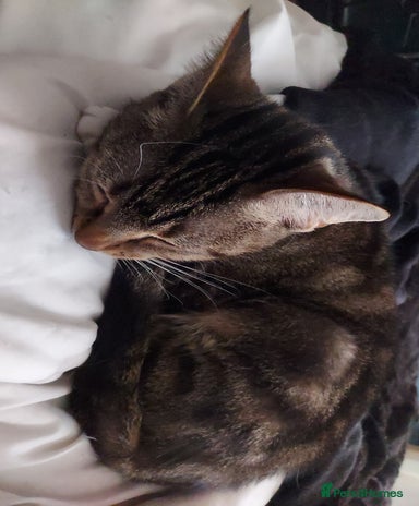 Cheap Kittens for sale | Pets4Homes