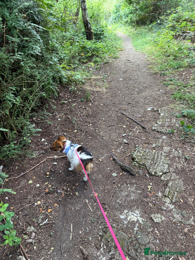 Pip - gorgeous 15 month old Pom Jack for sale in Manchester | Pets4Homes
