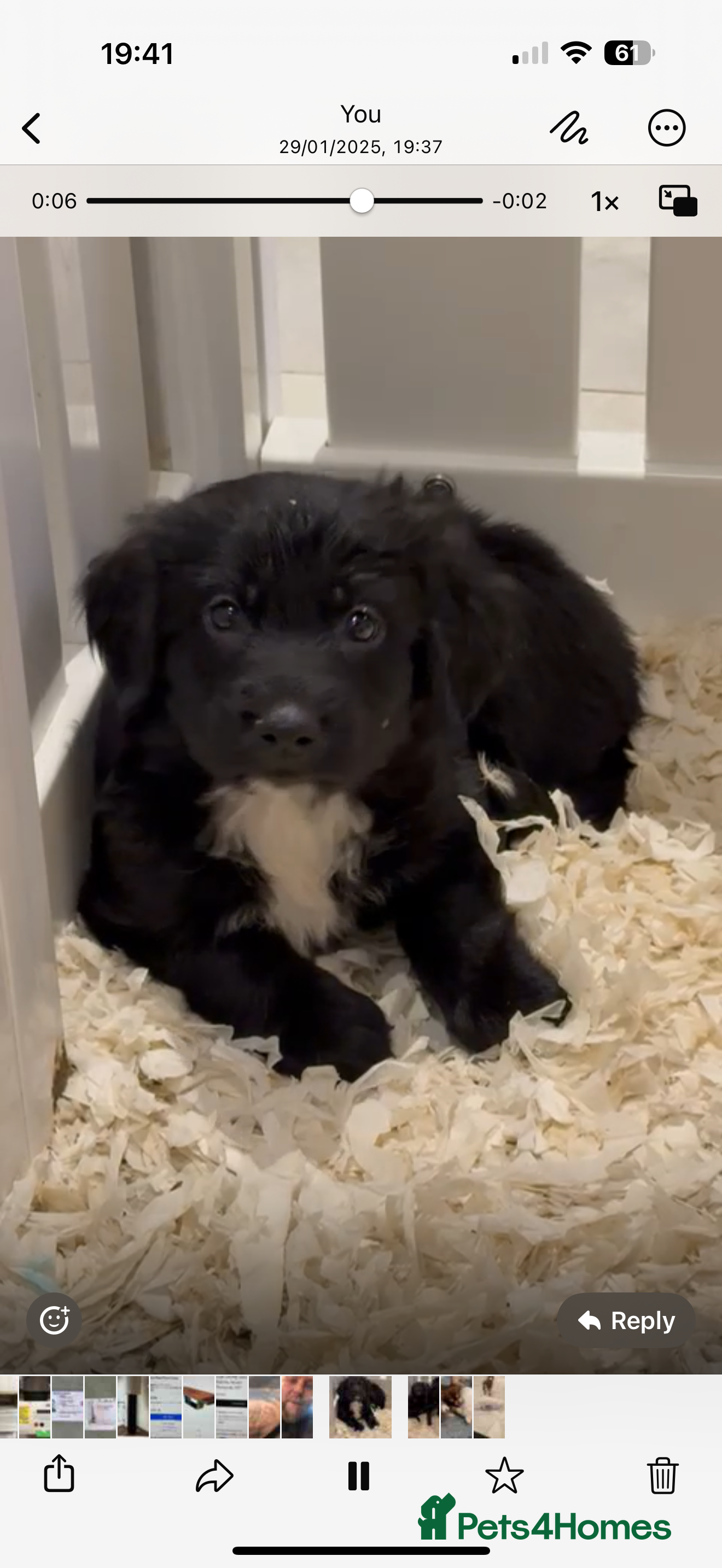 Spanierds - shepherd x springer spaniel for sale in Poulton-le-Fylde ...