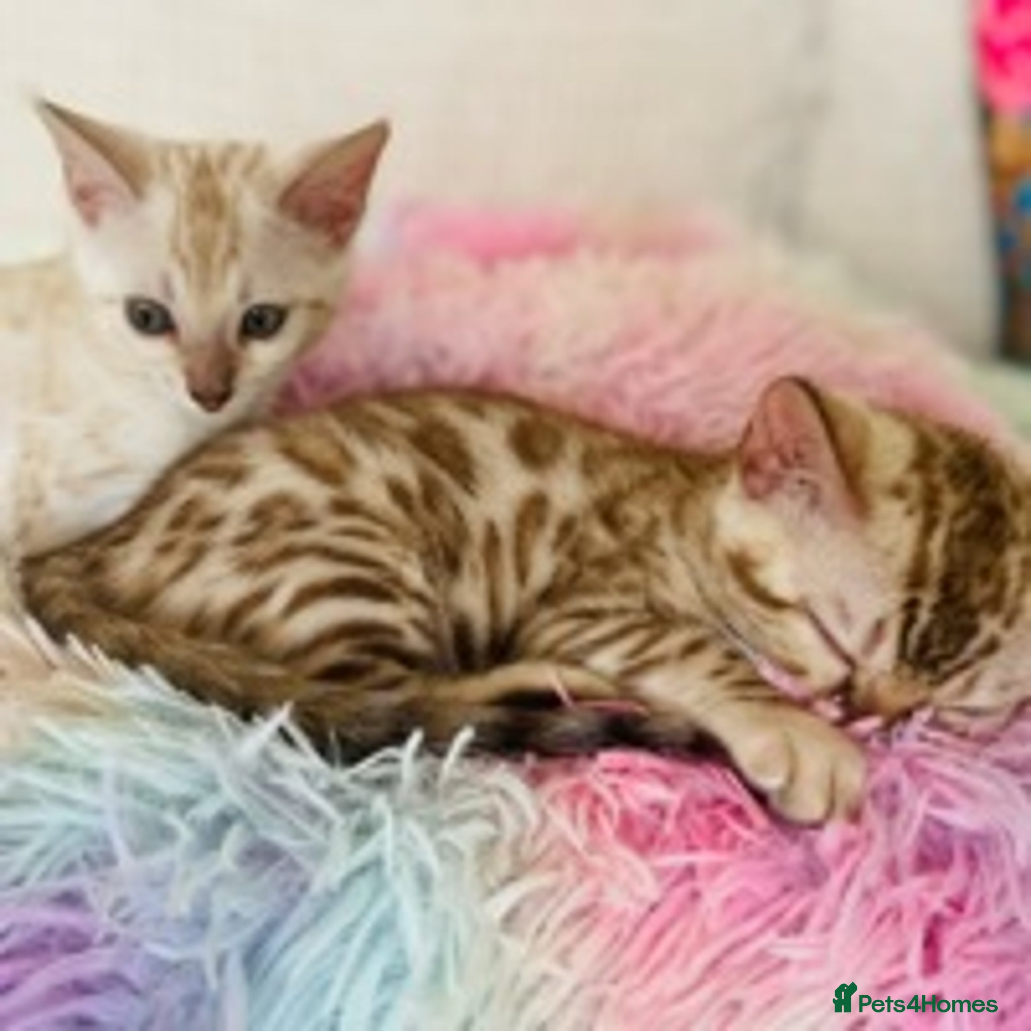 Black Bengal kittens for sale | Pets4Homes