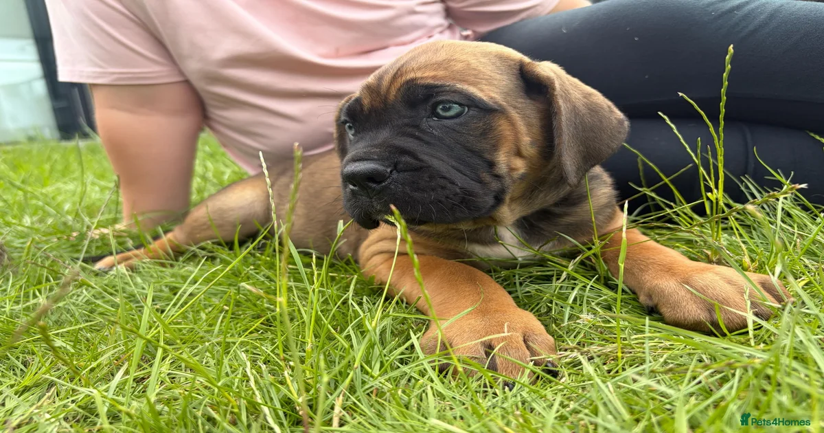 Cane price Puppies for sale | Pets4Homes