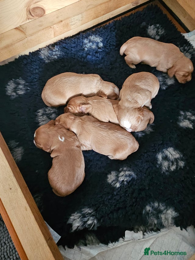 Kc registered Cocker spaniel stud for stud in Pickering | Pets4Homes