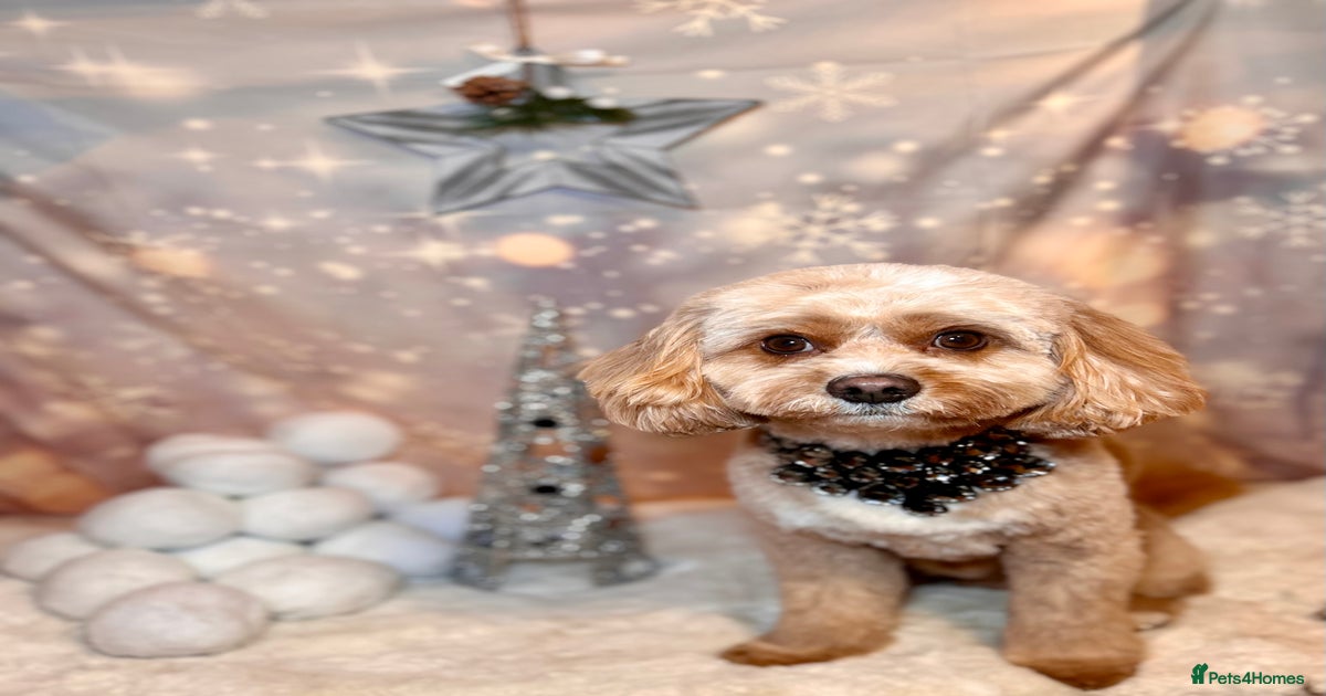 Proven Toy Cavapoo Stud Extensively Health Checked for stud in Preston ...