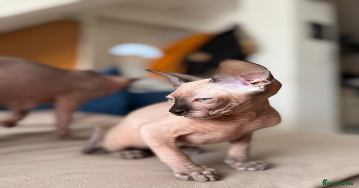 Sweet Cream Sphynx Kitten looking for a family for sale in Dagenham ...