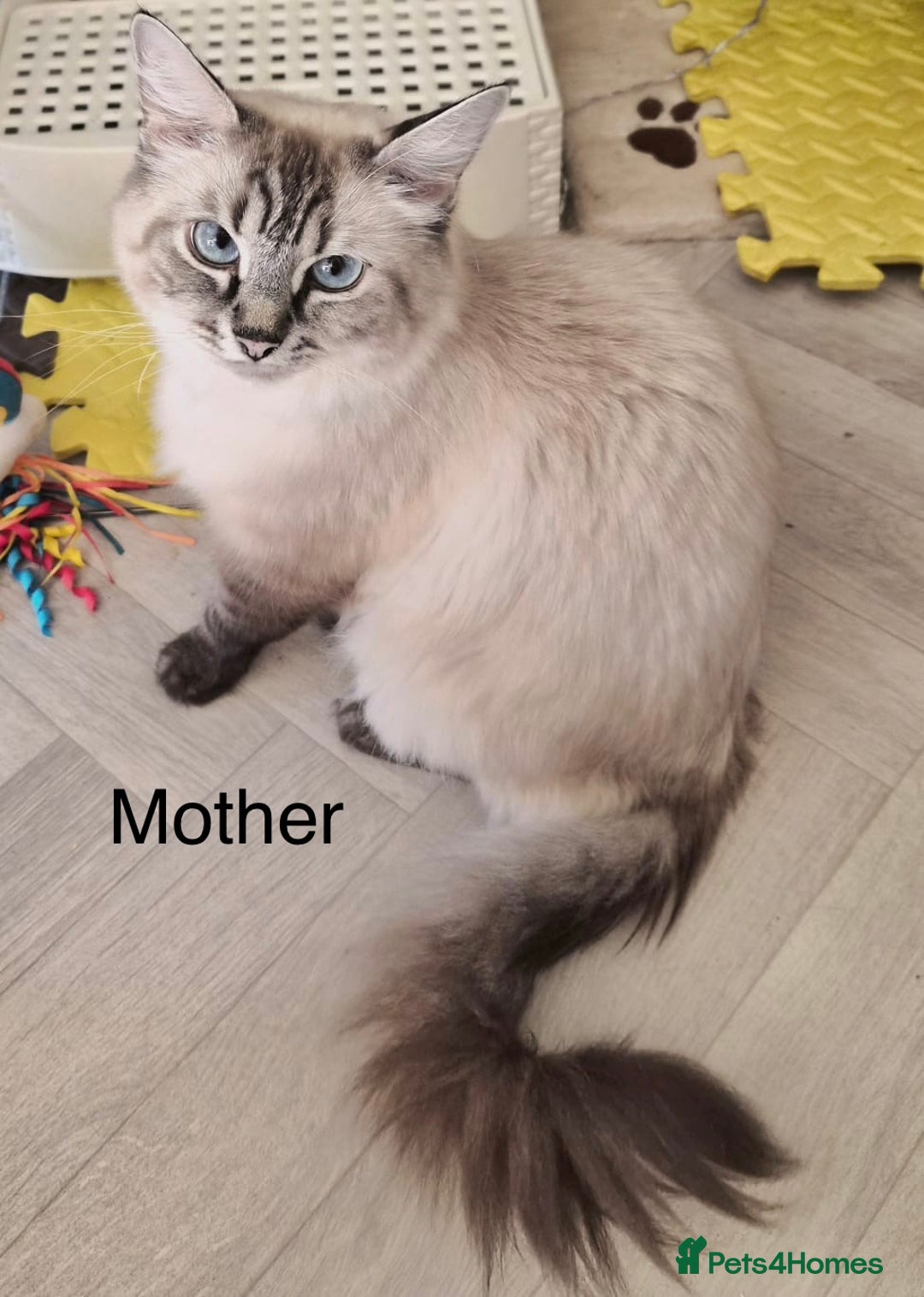 ️Beautiful Pure Ragdoll Kittens Available ️🐈 ️ for sale in London ...