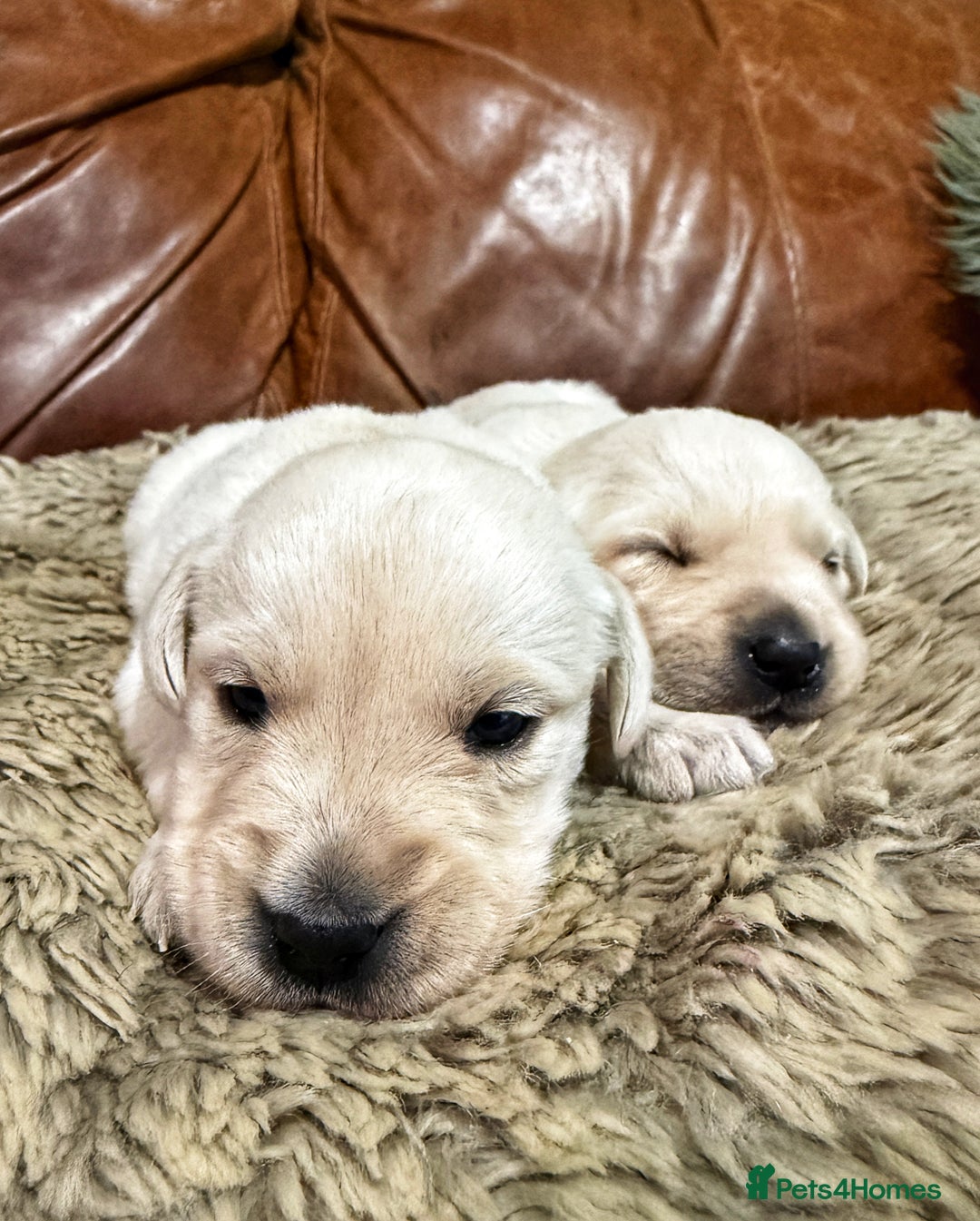 Goldador puppies for sale | Pets4Homes