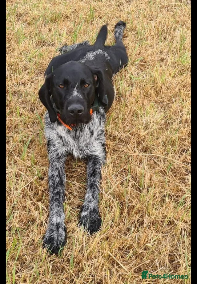 Hungarian Visla x German Pointer Pups for sale in Sunderland | Pets4Homes