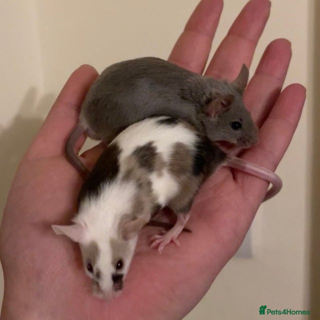 Tricolour & Blue Fancy Mice for sale in Kendal | Pets4Homes