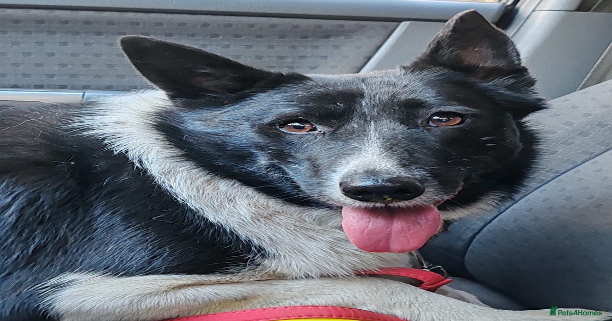 JULIET – Border Collie (Female) for adoption in West Malling | Pets4Homes