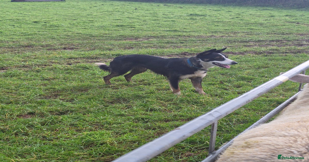 Tucker 13 month old collie for sale in Newton Abbot | Pets4Homes