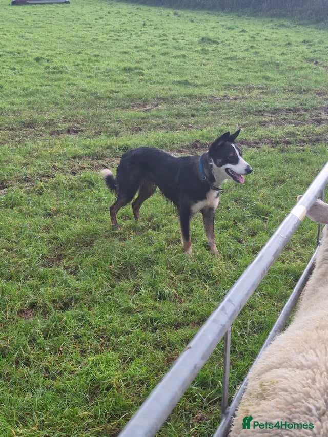 Tucker 13 month old collie for sale in Newton Abbot | Pets4Homes