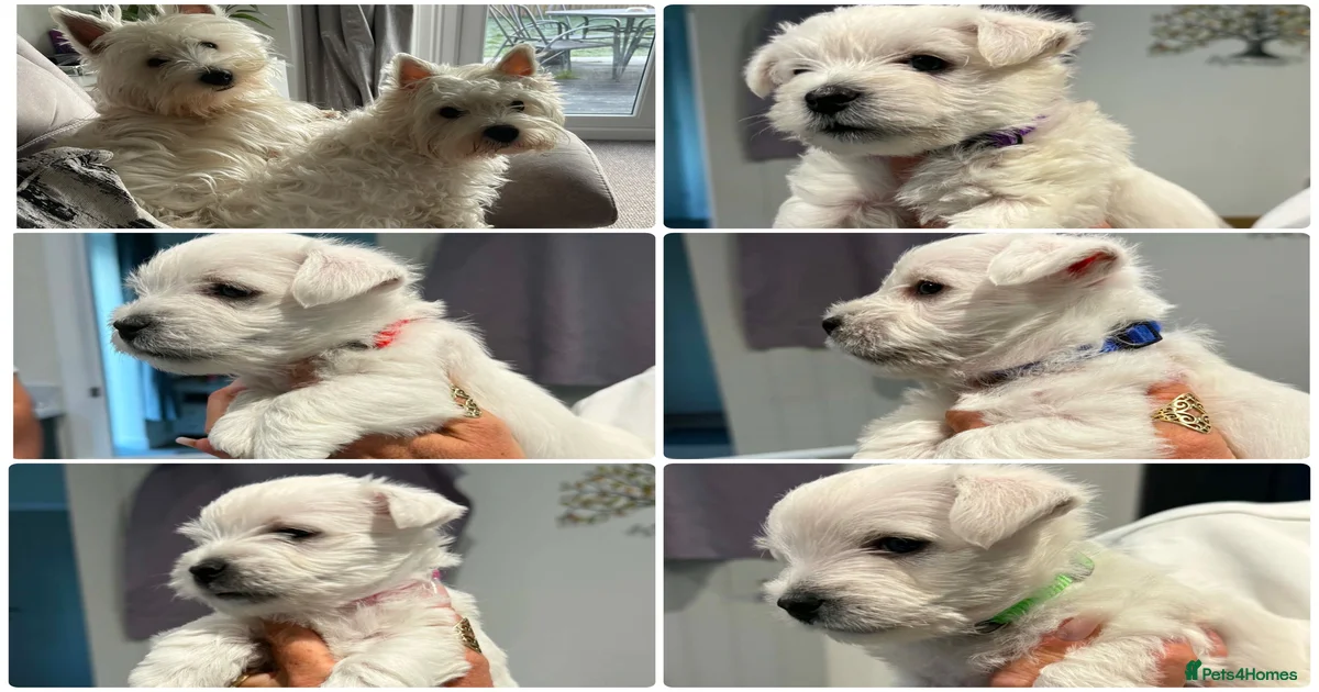 West Highland Terrier Puppies for sale | Pets4Homes
