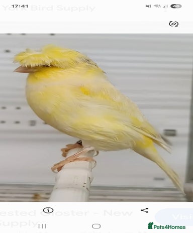 Gloster Canaries Birds for sale | Pets4Homes