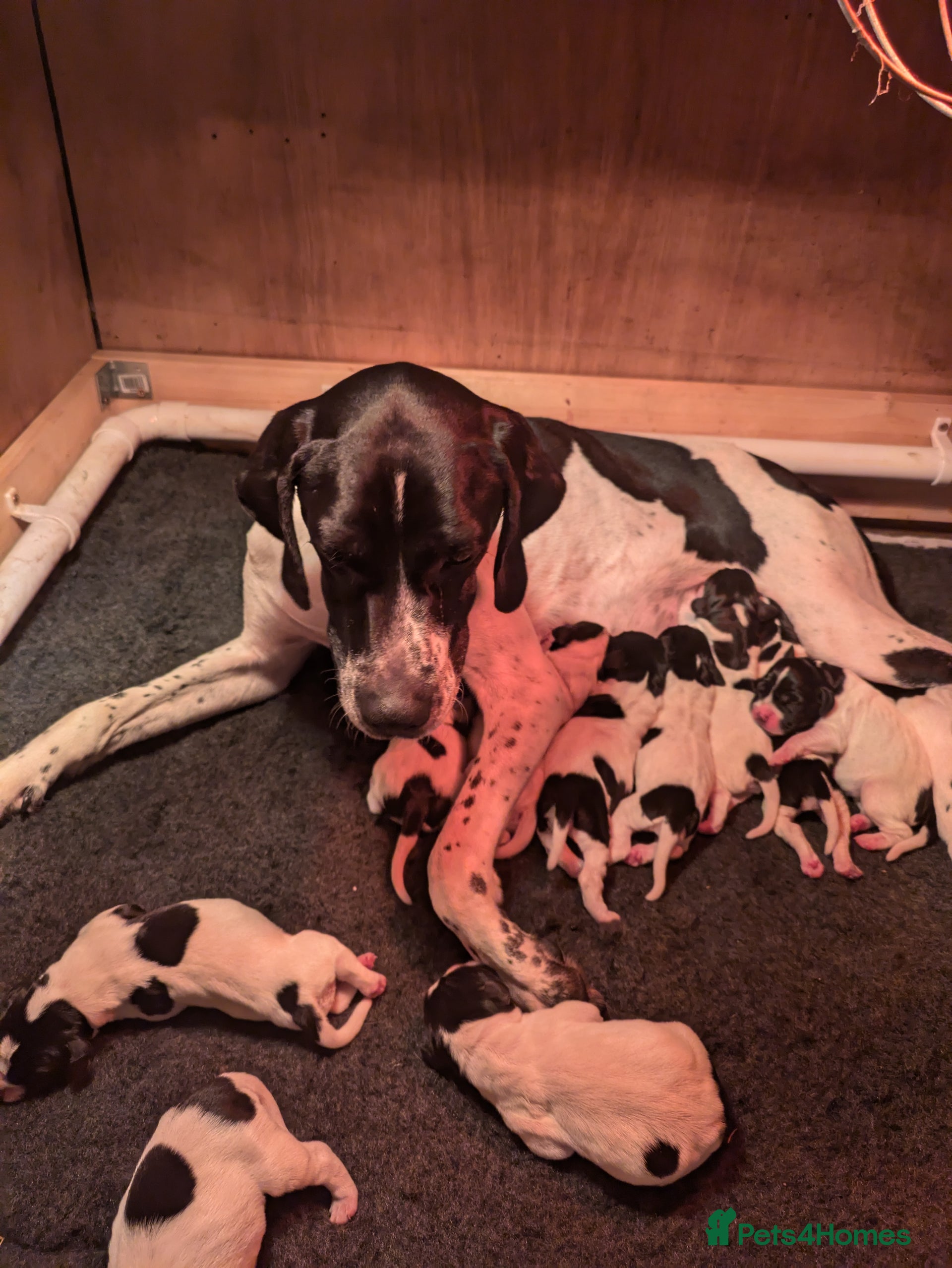 Pointer Dogs Breed - Information, Temperament, Size & Price | Pets4Homes