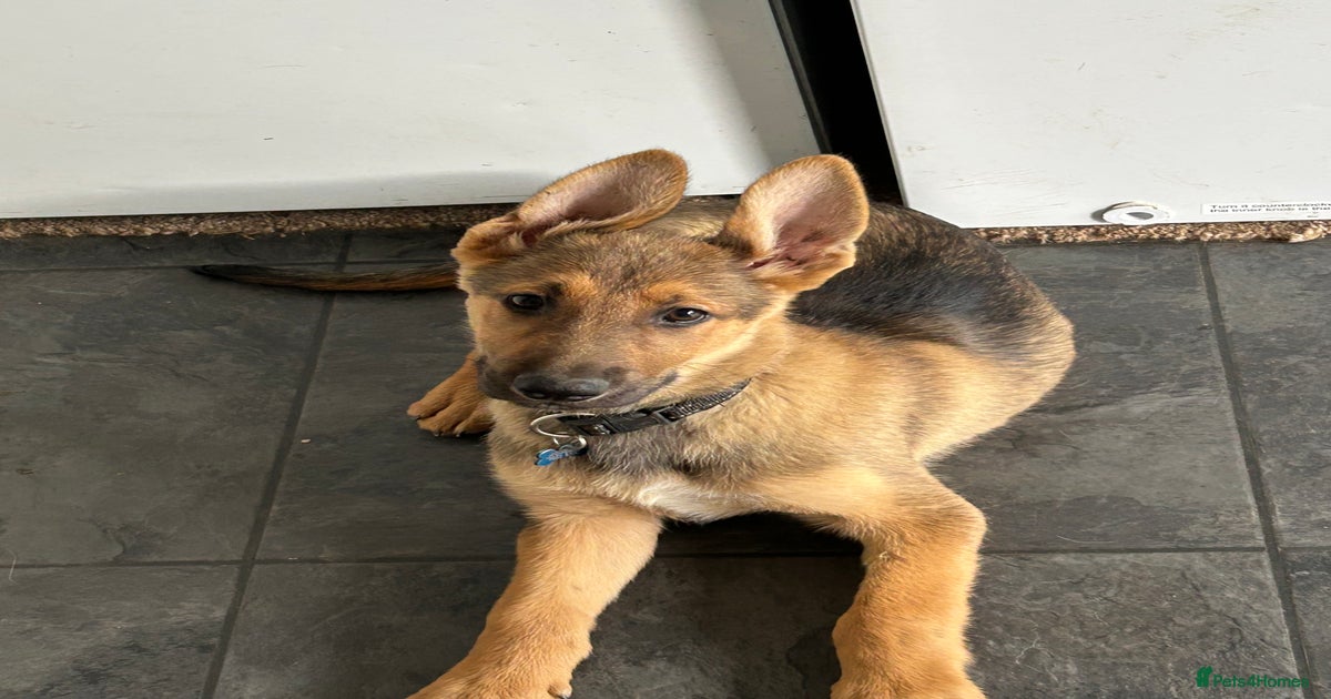 German shepherd x malamute for sale in Boston | Pets4Homes