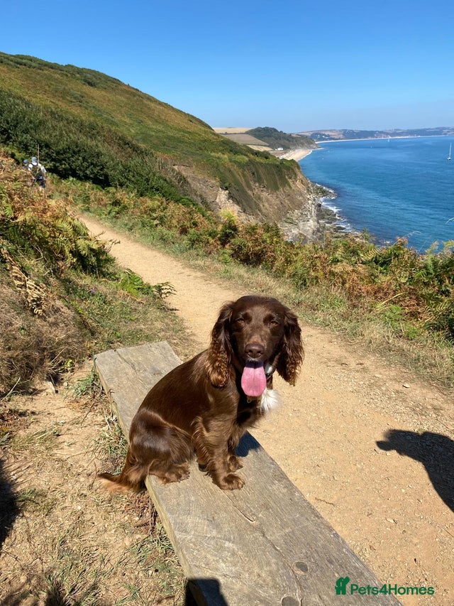 Working Cocker Spaniel pups 3/4 Cocker1/4 Sprocker for sale in ...