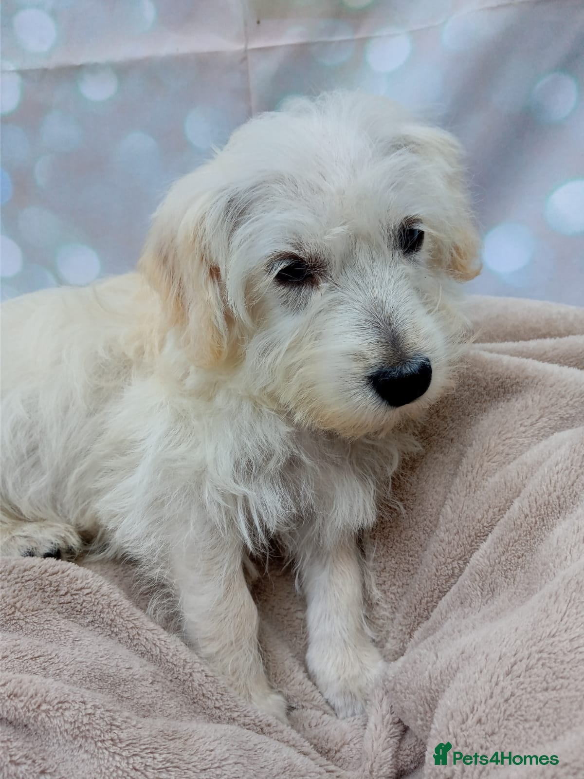 Beautiful poodle x west highland terriet for sale in Swanley | Pets4Homes