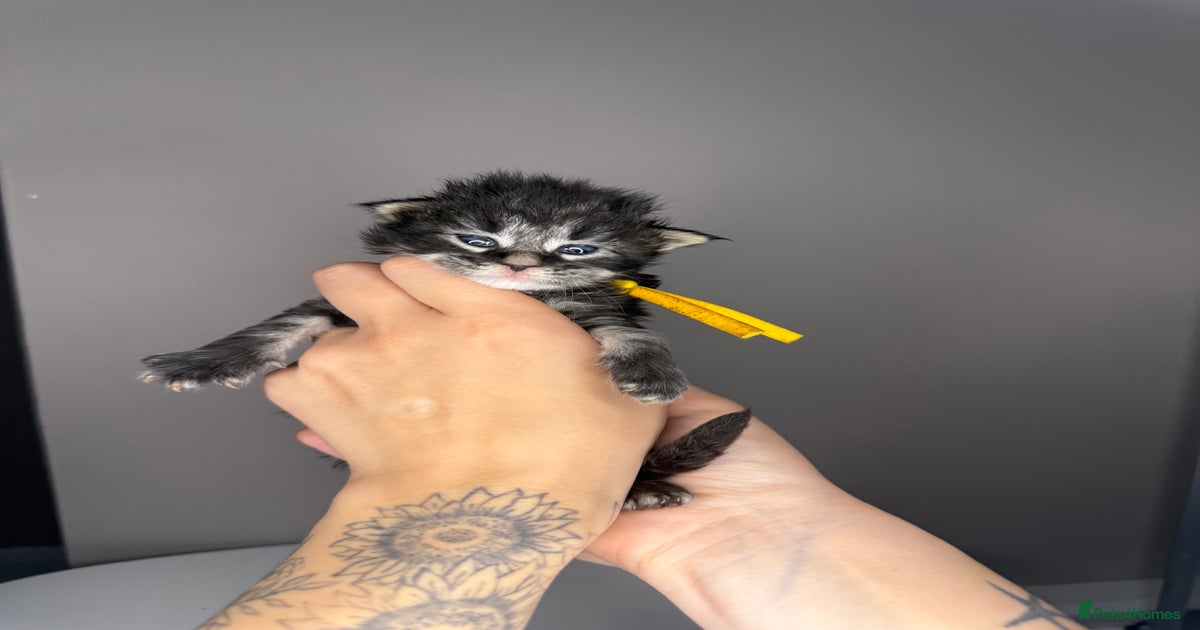 XL maine coon kittens available for sale in Market Rasen | Pets4Homes